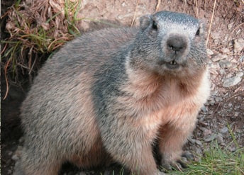 Capture Marmotte - Infestation Montréal